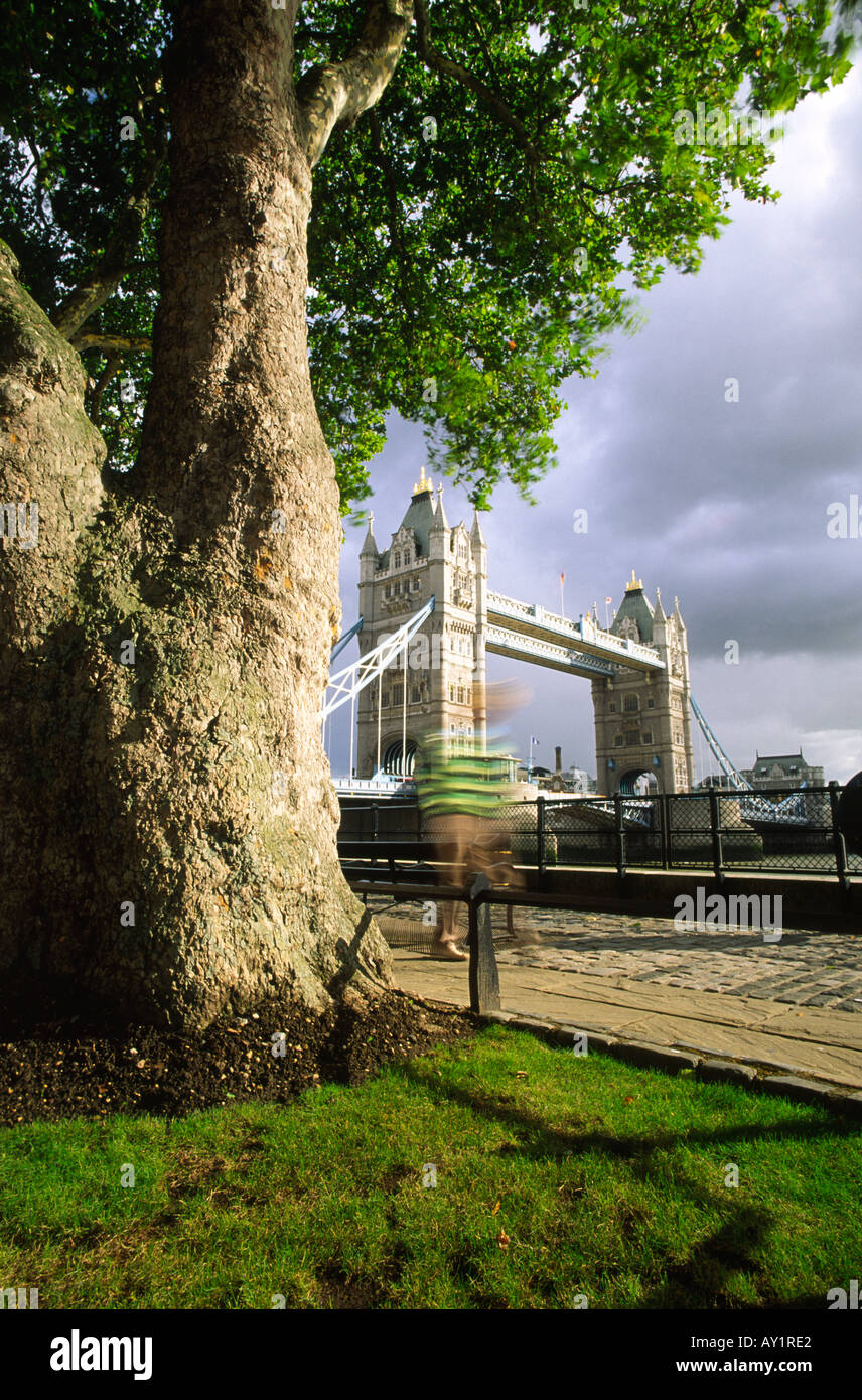 An old tree stood on the Thames river embankment with Tower Bridge in ...