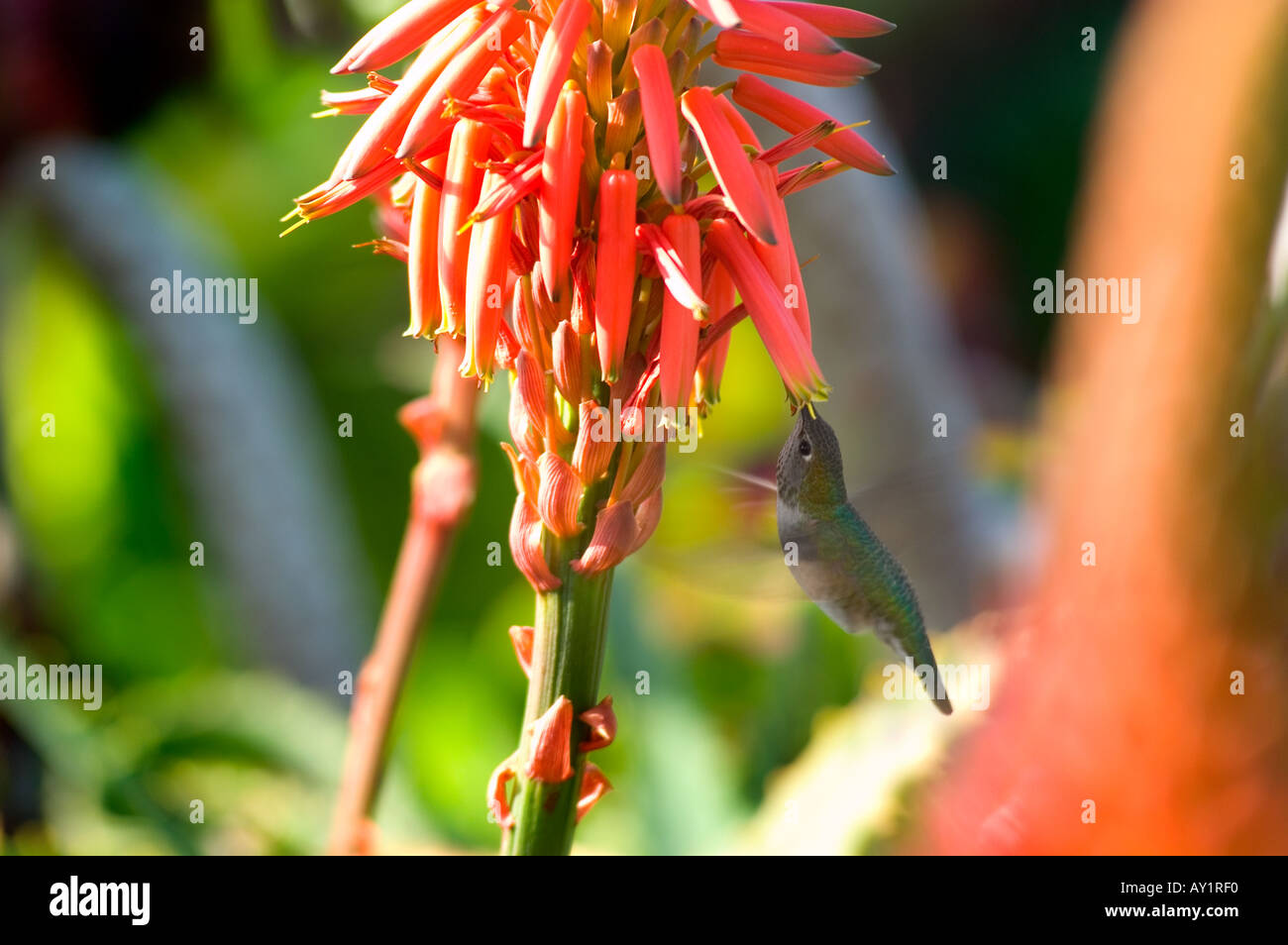 Hummingbird beach hi-res stock photography and images - Alamy