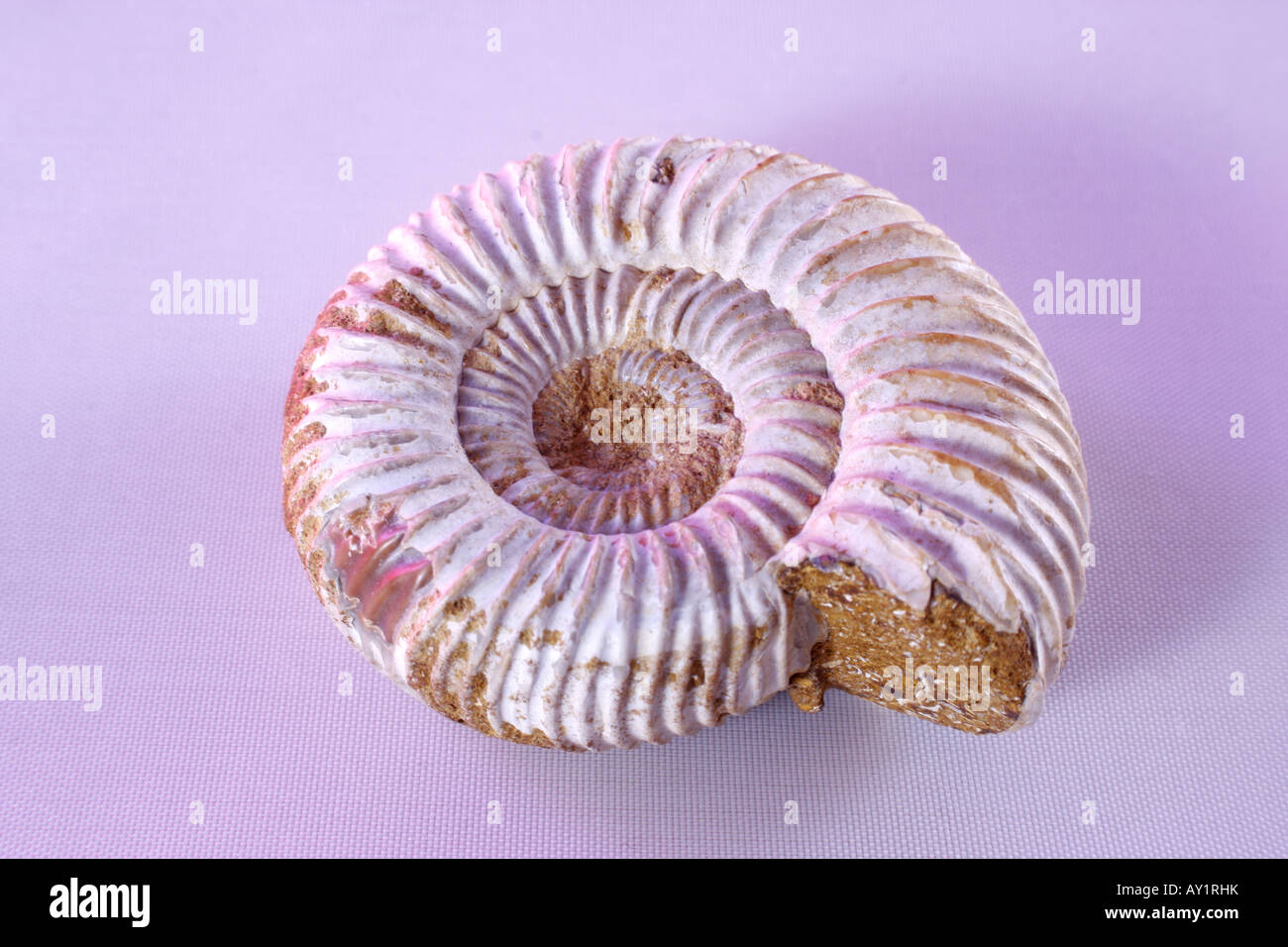 Prehistoric fossil hi-res stock photography and images - Alamy