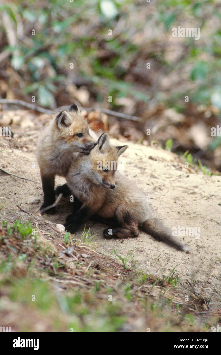 Red fox pups hi-res stock photography and images - Alamy