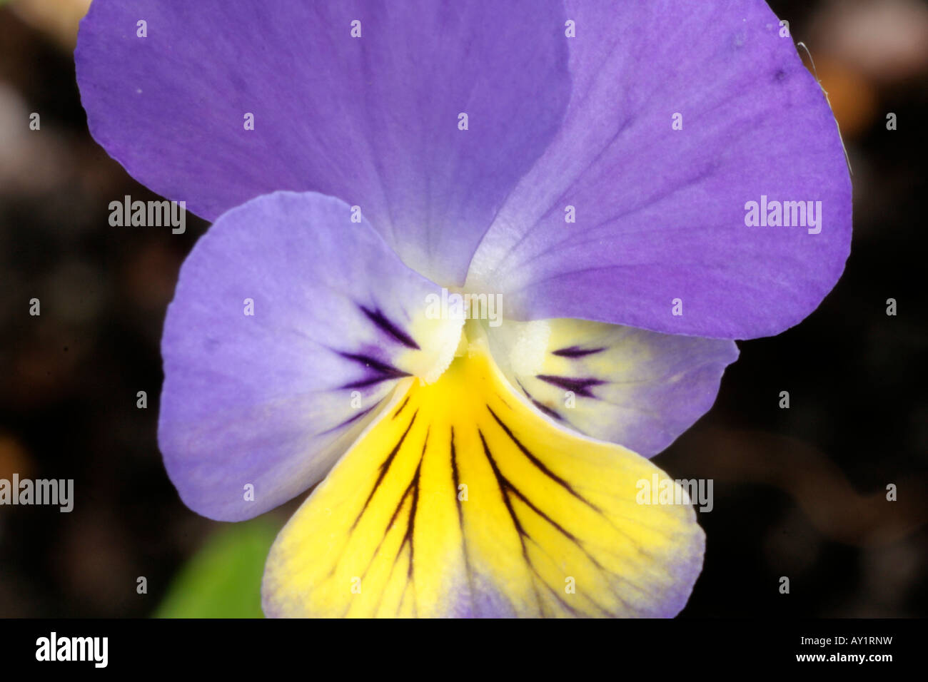 Blue viola flower hi-res stock photography and images - Alamy