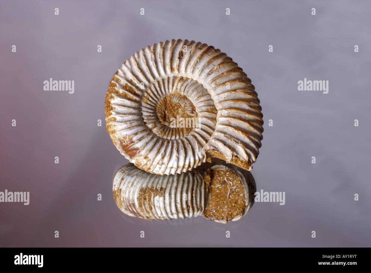 Prehistoric shell hi-res stock photography and images - Alamy