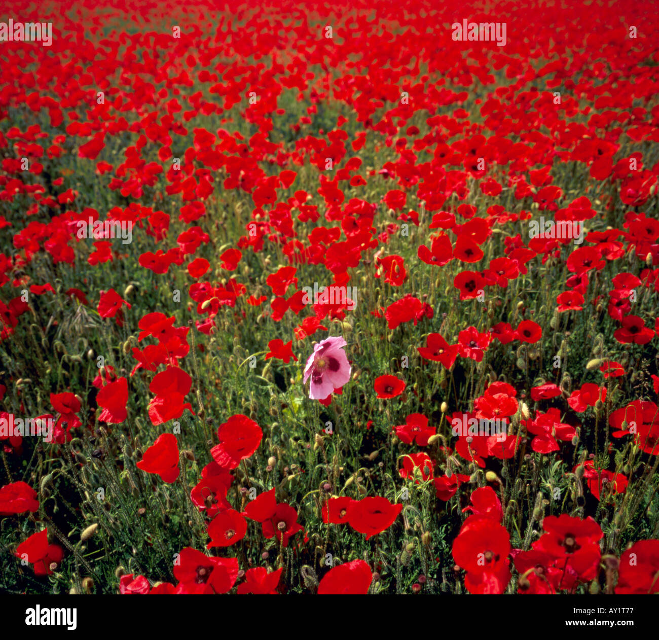 Single pink poppy in a field of red. Kent, England UK Stock Photo - Alamy