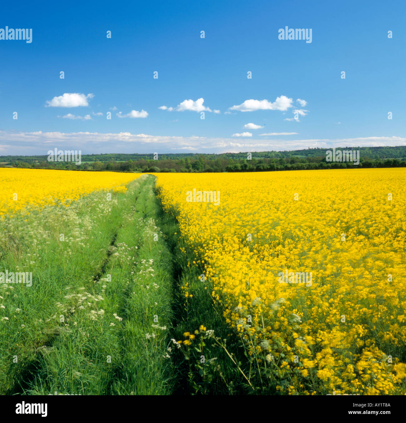 Rapeseed crop hi-res stock photography and images - Alamy
