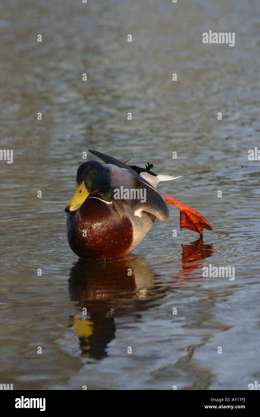 Male Mallard duck Stock Photo - Alamy