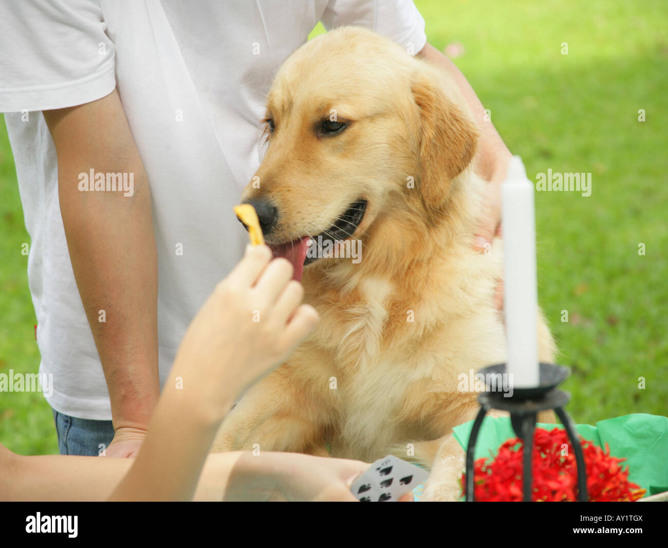Dog eating out hand hi-res stock photography and images - Alamy