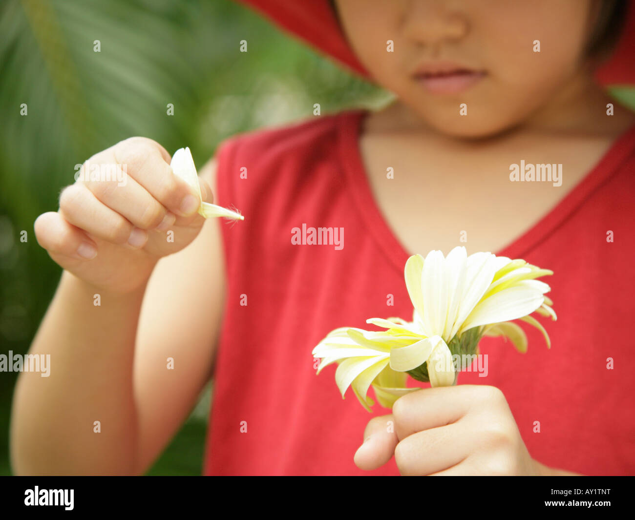 Mid section view of a girl plucking a petal from a flower Stock Photo ...