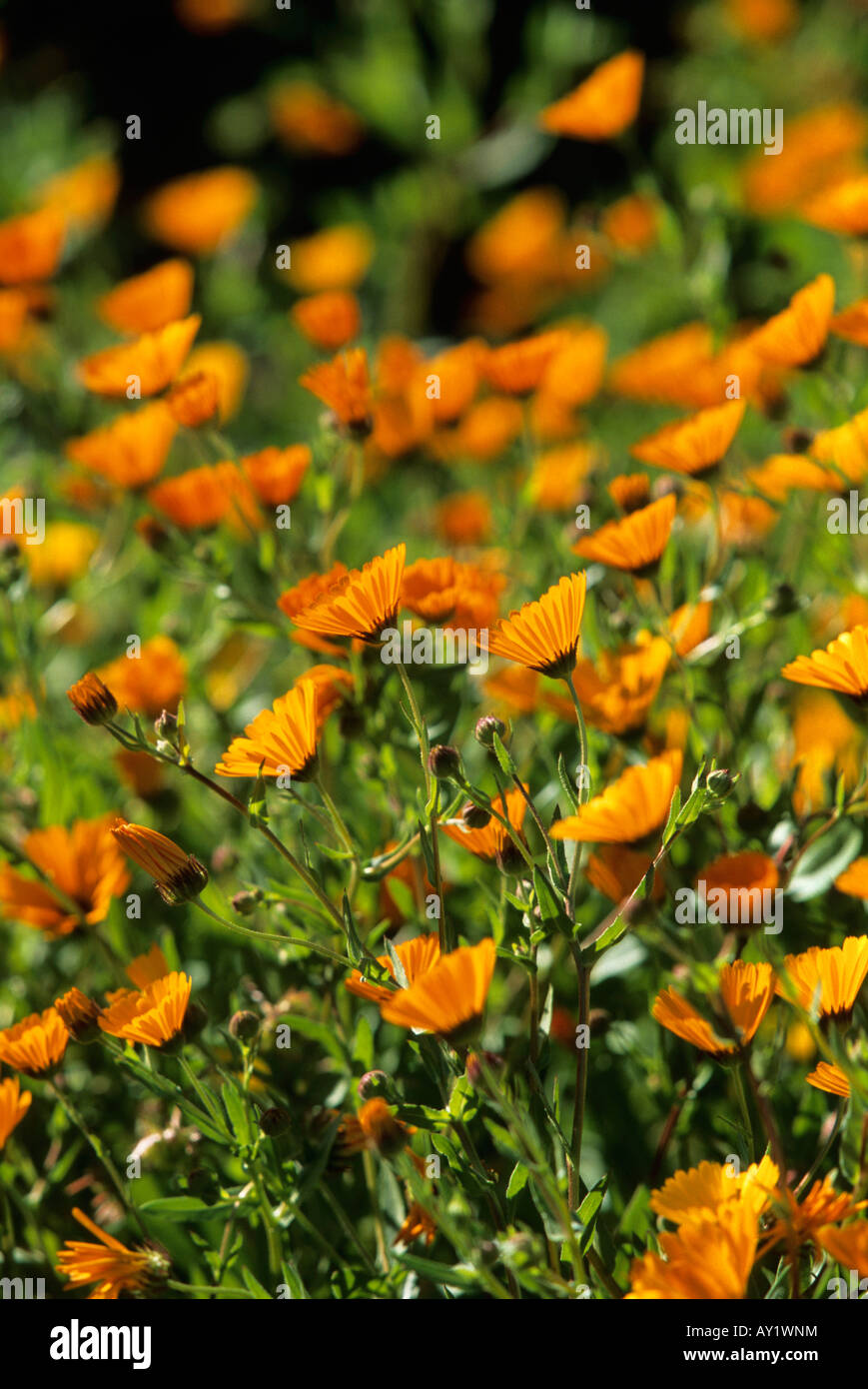 Wild marigold hi-res stock photography and images - Alamy