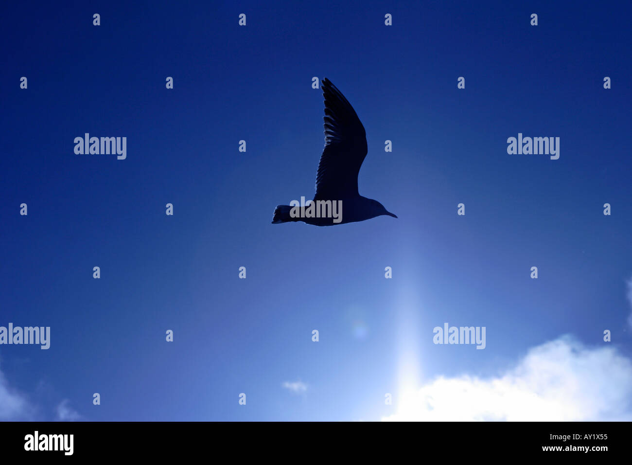 Bird mid flight in bright blue sky Stock Photo - Alamy