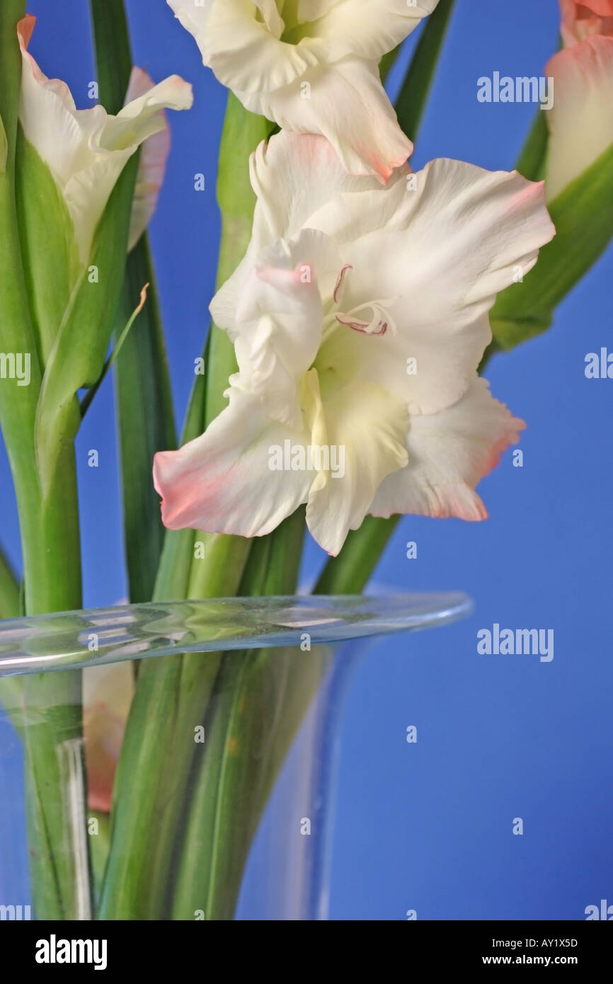 Vase with gladioli hi-res stock photography and images - Alamy