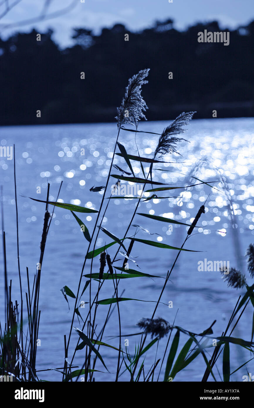 Reeds bending in breeze Stock Photo - Alamy