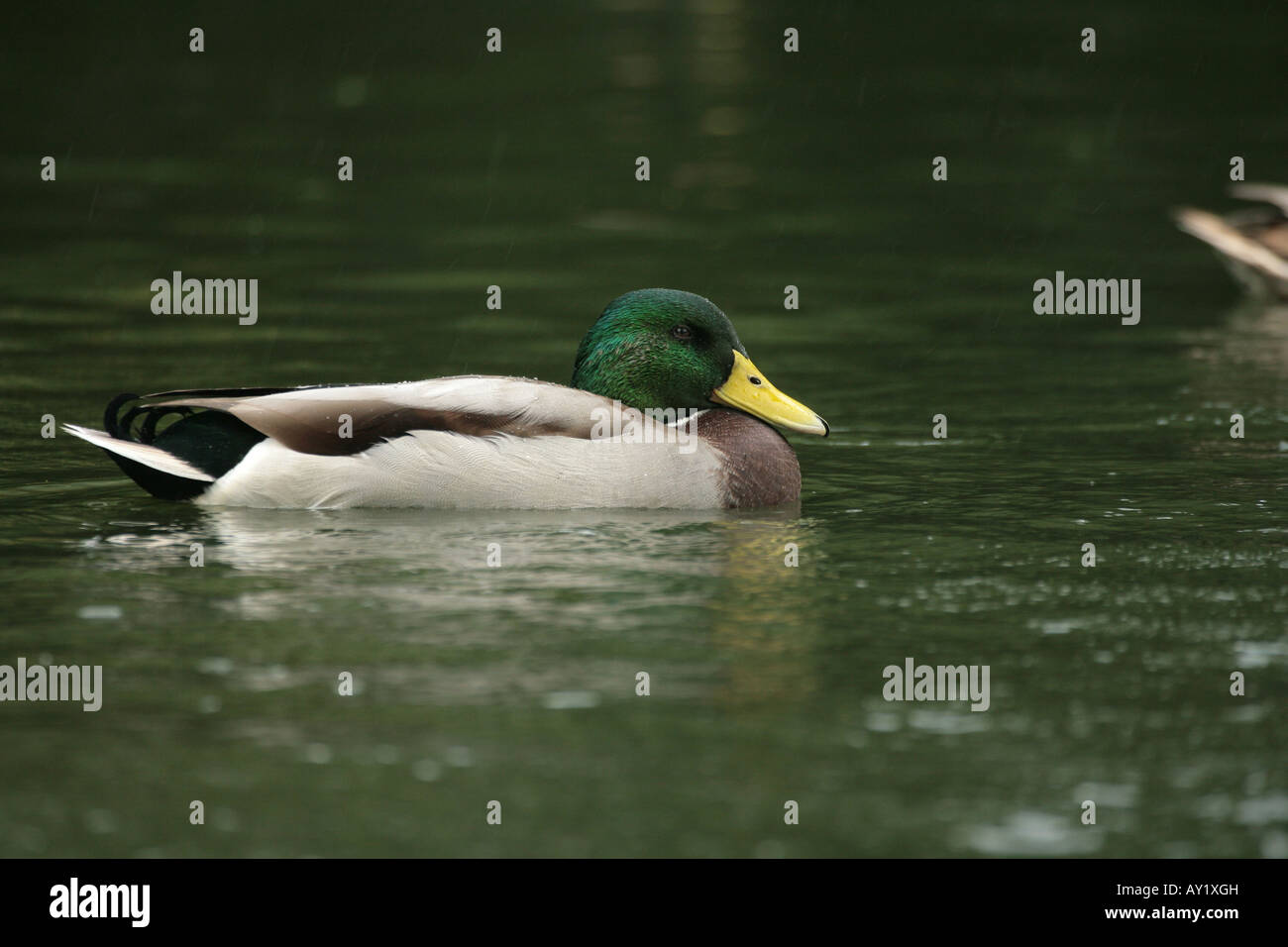Male Mallard duck Stock Photo - Alamy