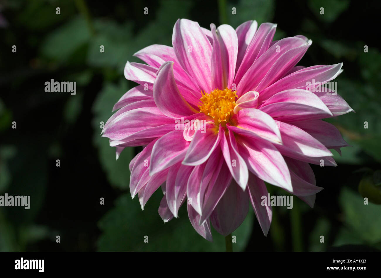 Dahlia pink stargazer hi-res stock photography and images - Alamy