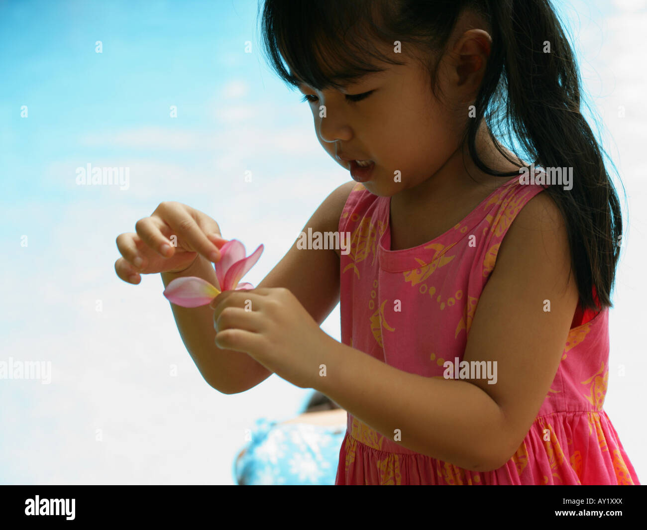 Close-up of a girl plucking petals of a flower (Plumeria Stock Photo ...