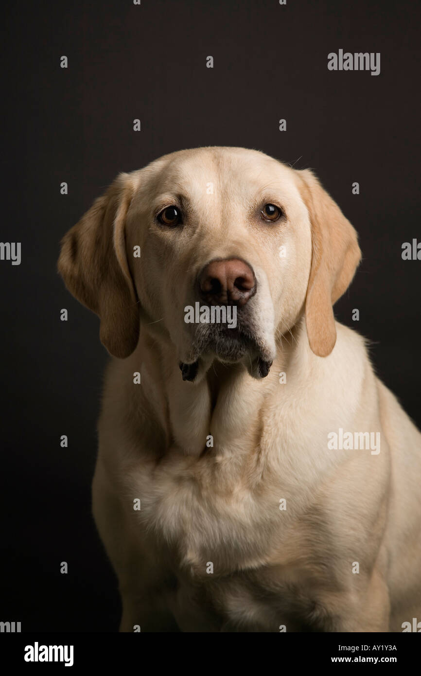 Well Trained Golden Labrador Retriever High Resolution Stock ...