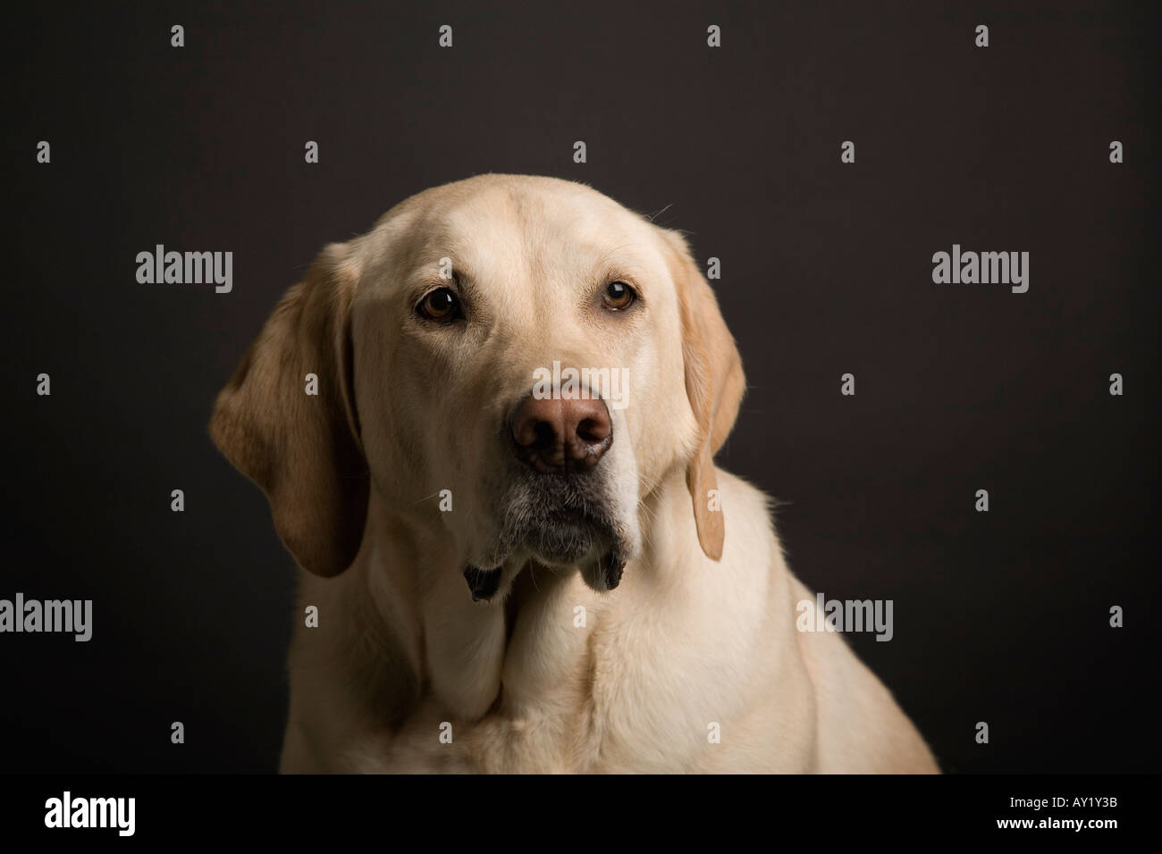 Well trained golden labrador retriever hi-res stock photography and ...