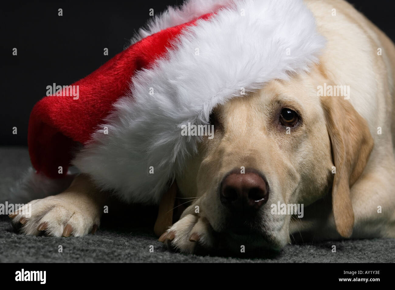 Golden labrador retriever dog with red and white Santa Claus hat over ...