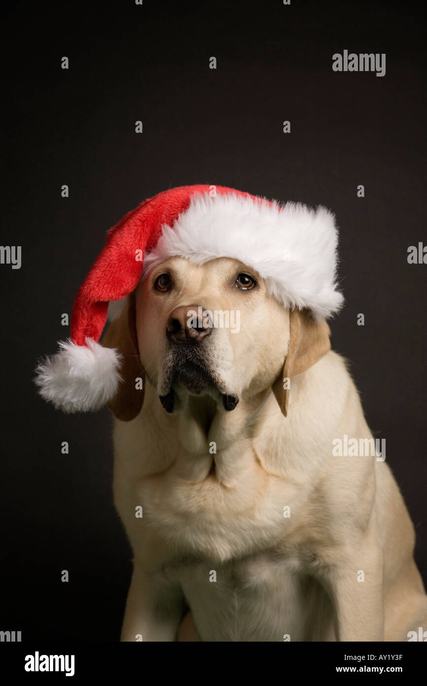 Golden labrador retriever dog wearing a red and white Santa Claus hat ...