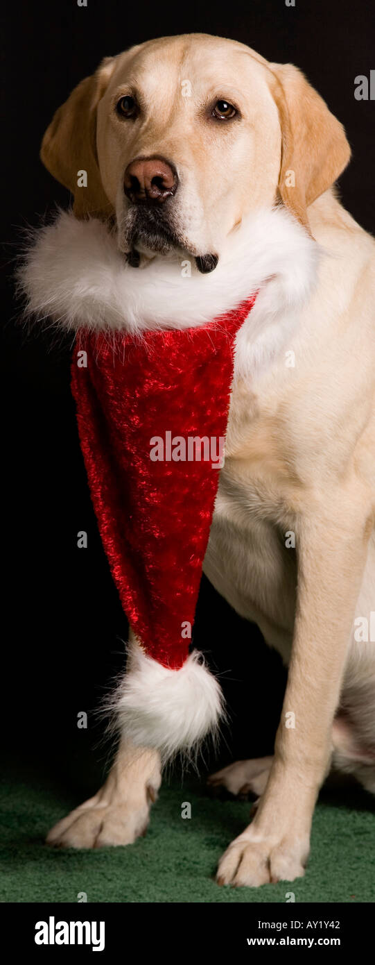 Golden labrador retriever dog with red and white Santa Claus hat that ...