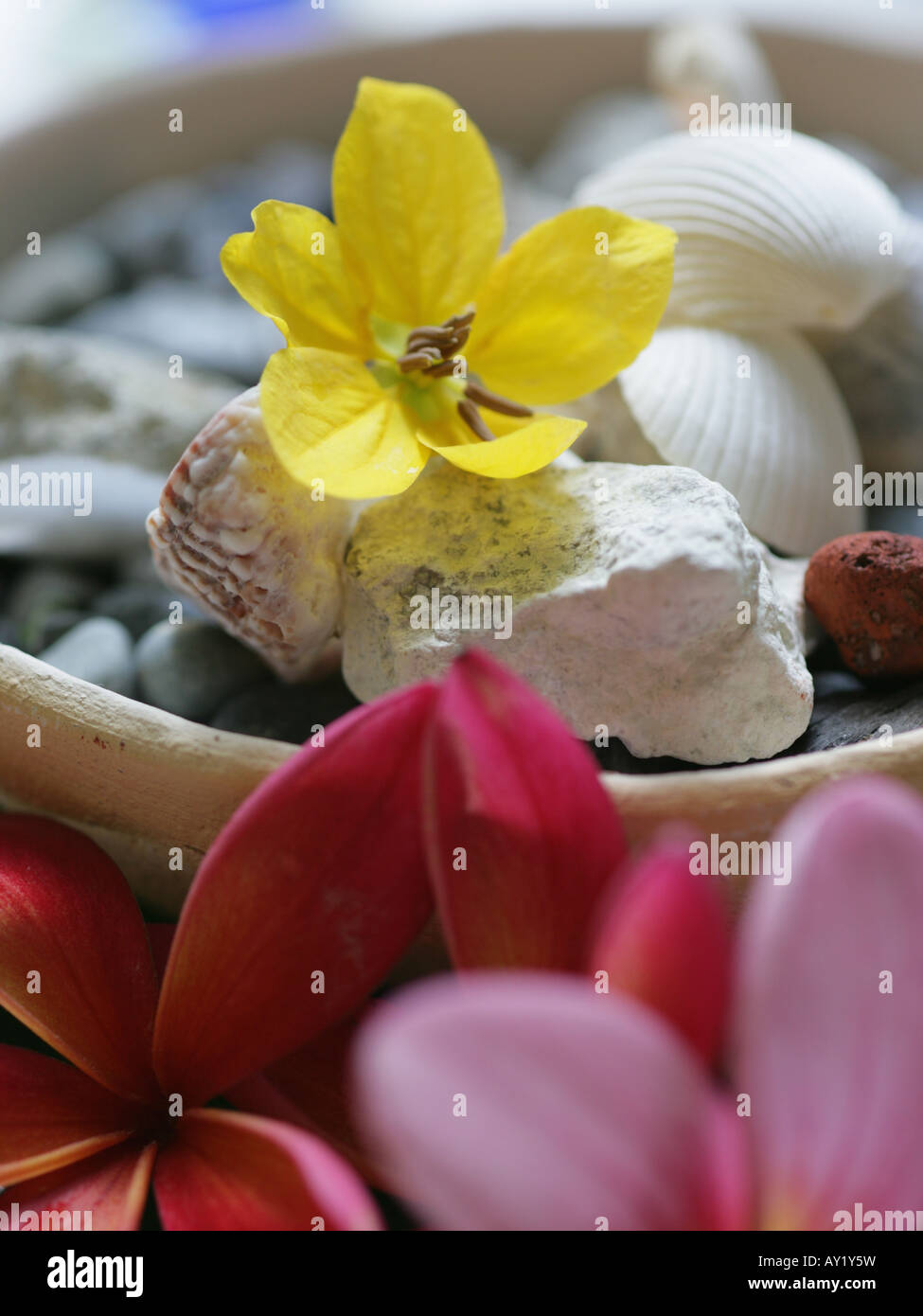 Yellow scallop flowers hi-res stock photography and images - Alamy