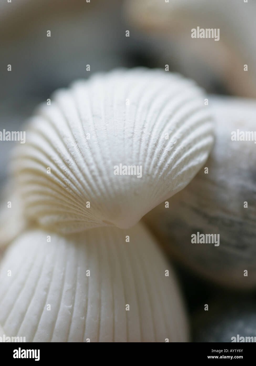 Close-up of shells Stock Photo - Alamy