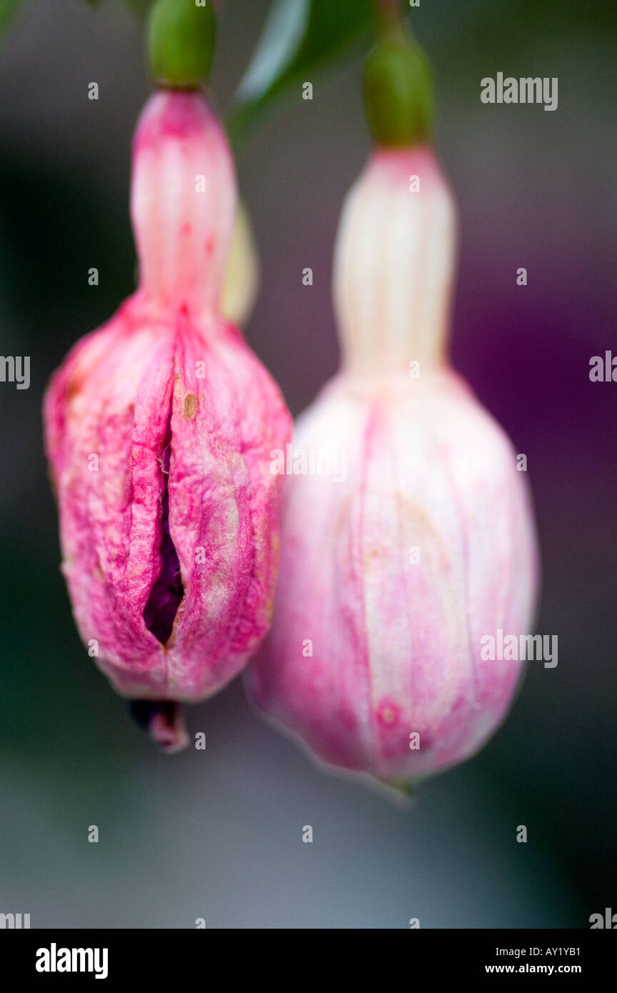 Flower hanging downwards hi-res stock photography and images - Alamy
