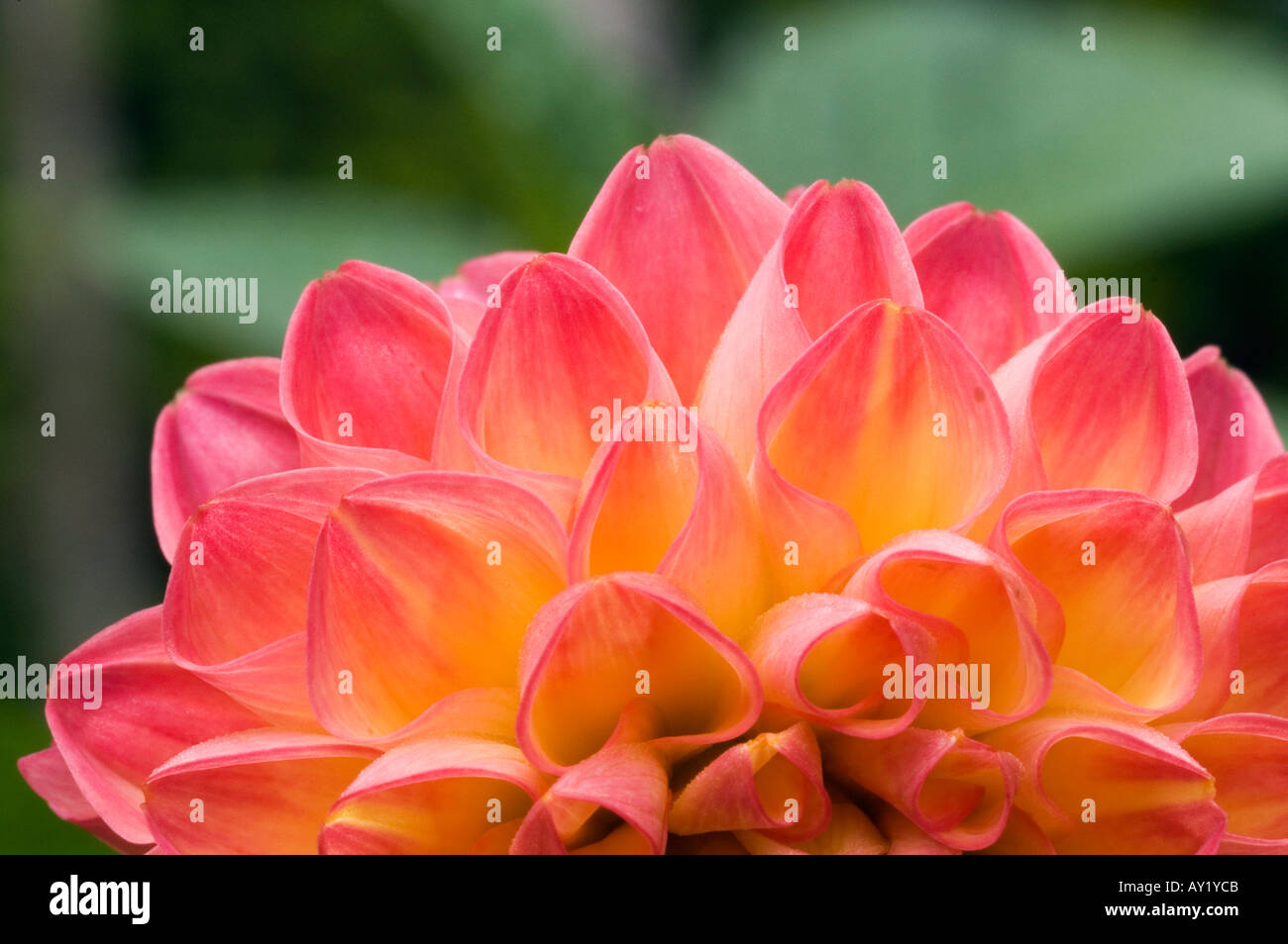 Striking dahlia flower hi-res stock photography and images - Alamy