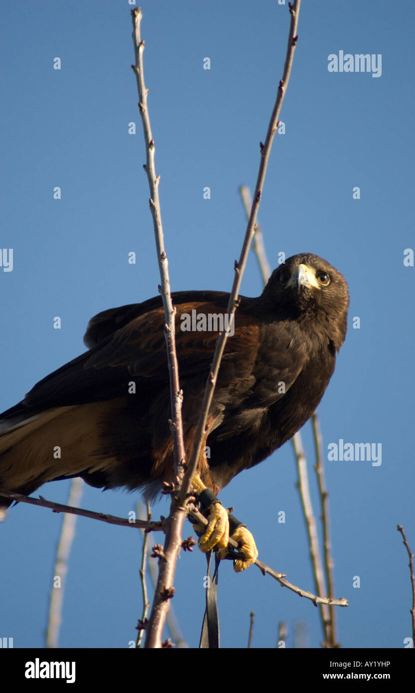 A Harris Hawk in a tree Stock Photo - Alamy