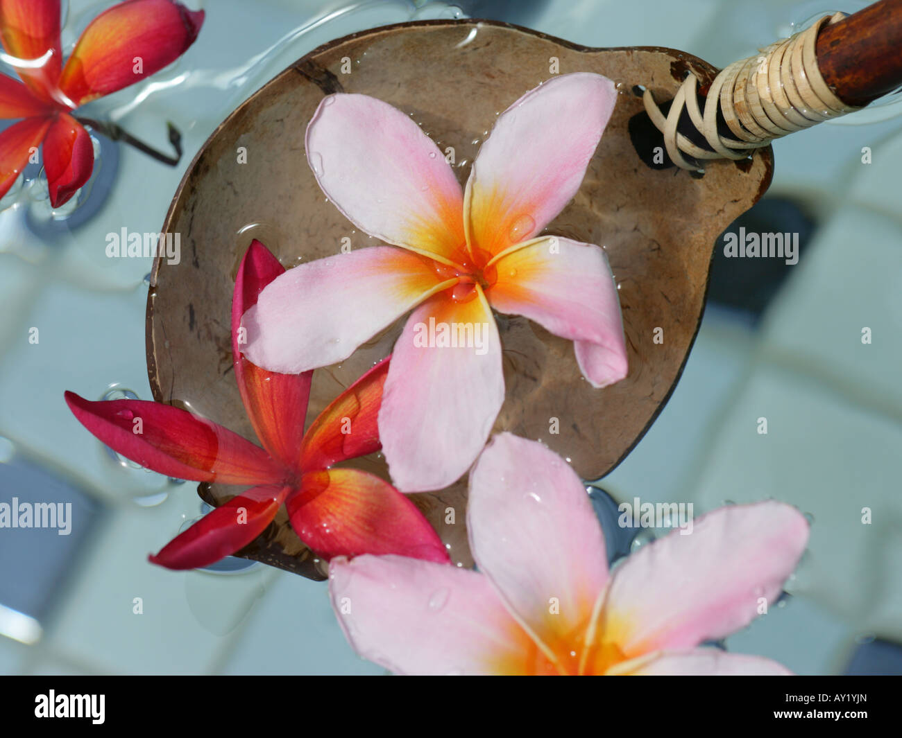 Close-up of flowers (Plumeria) in a ladle Stock Photo - Alamy