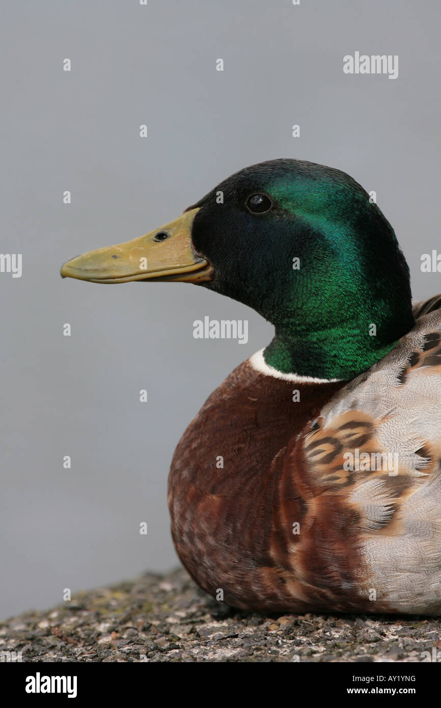 Male Mallard duck Stock Photo - Alamy