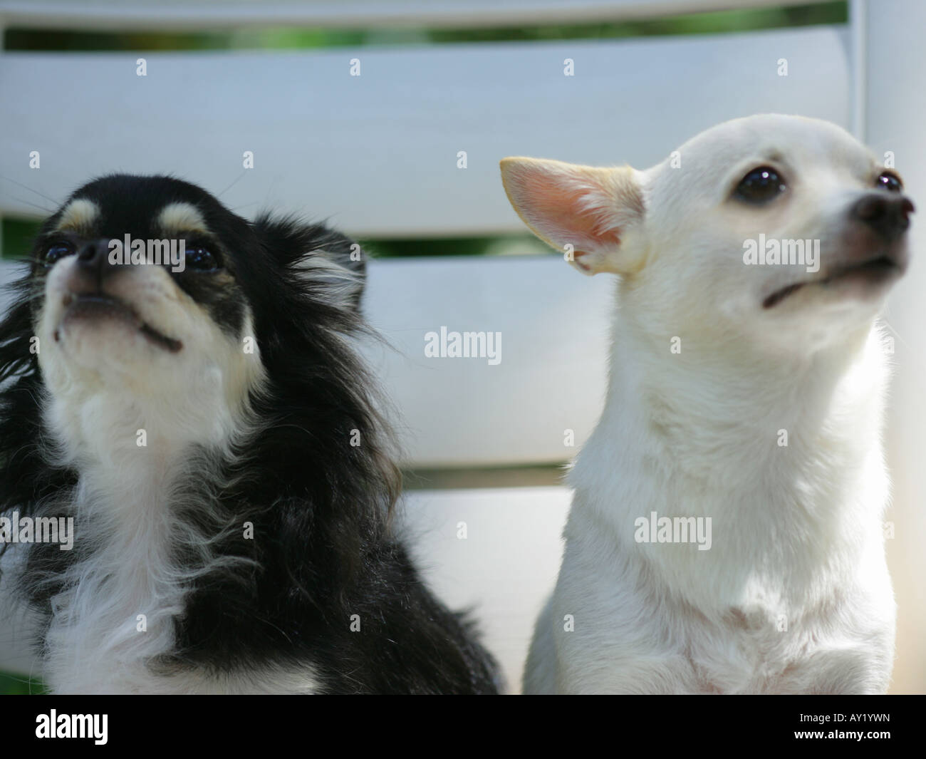Two chihuahuas dog hi-res stock photography and images - Alamy