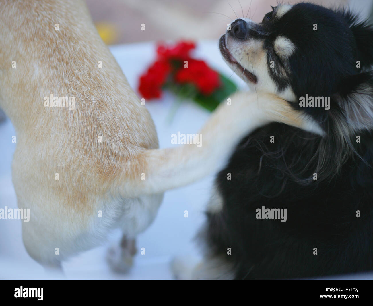 Two chihuahuas dog hi-res stock photography and images - Alamy