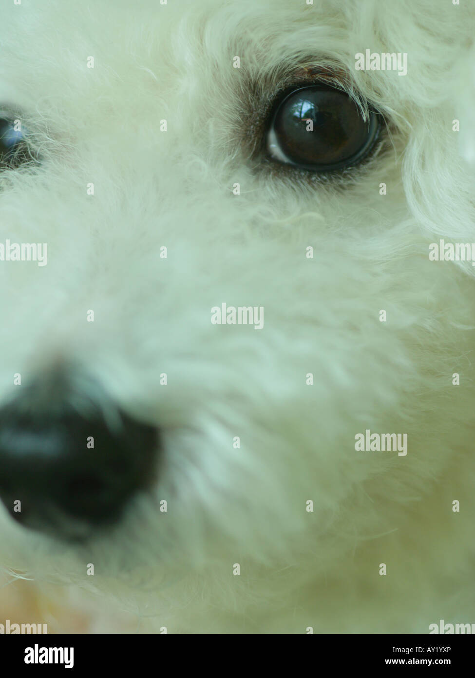 Close-up of a Bichon Frise Stock Photo - Alamy