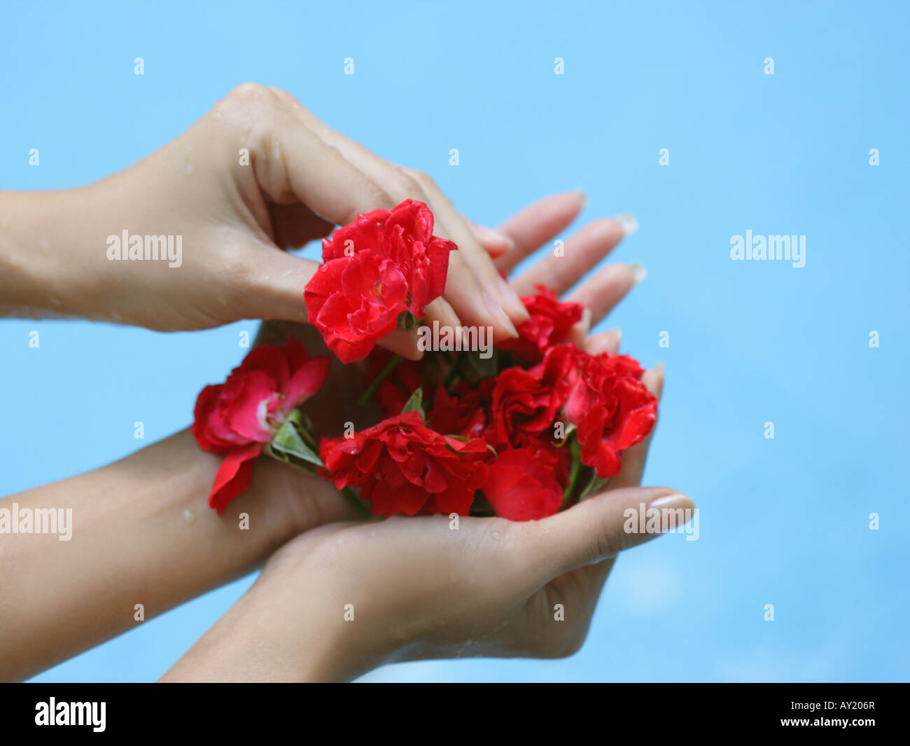 Two hands holding rose hi-res stock photography and images - Alamy
