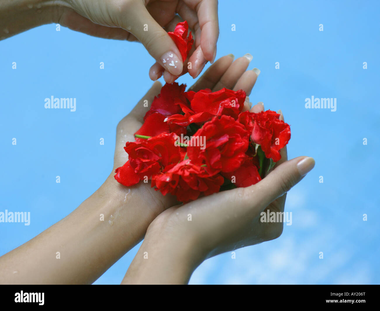 Close-up of two women's hands holding roses Stock Photo - Alamy