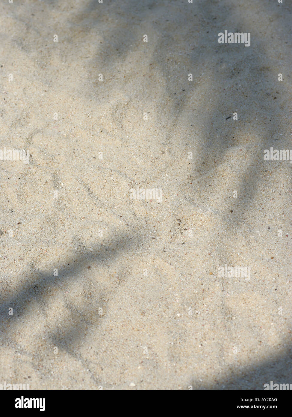 Shadow of a palm tree on the sand Stock Photo - Alamy