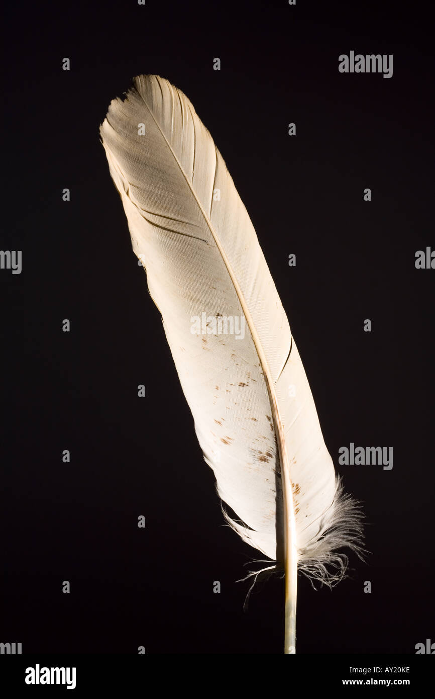 White owl feather Stock Photo - Alamy