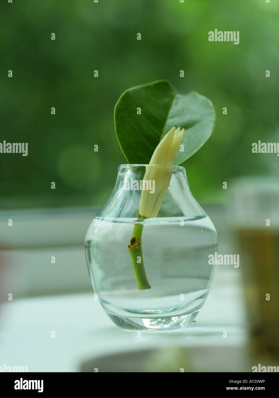 Chempaka hi-res stock photography and images - Alamy