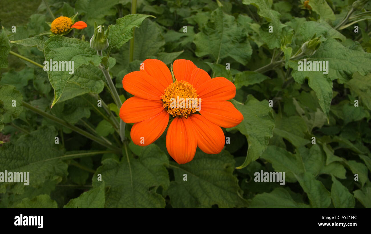 Hairy stalk peduncle hi-res stock photography and images - Alamy