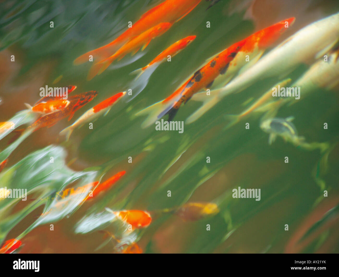 Koi carp fish swimming in a pond Stock Photo - Alamy