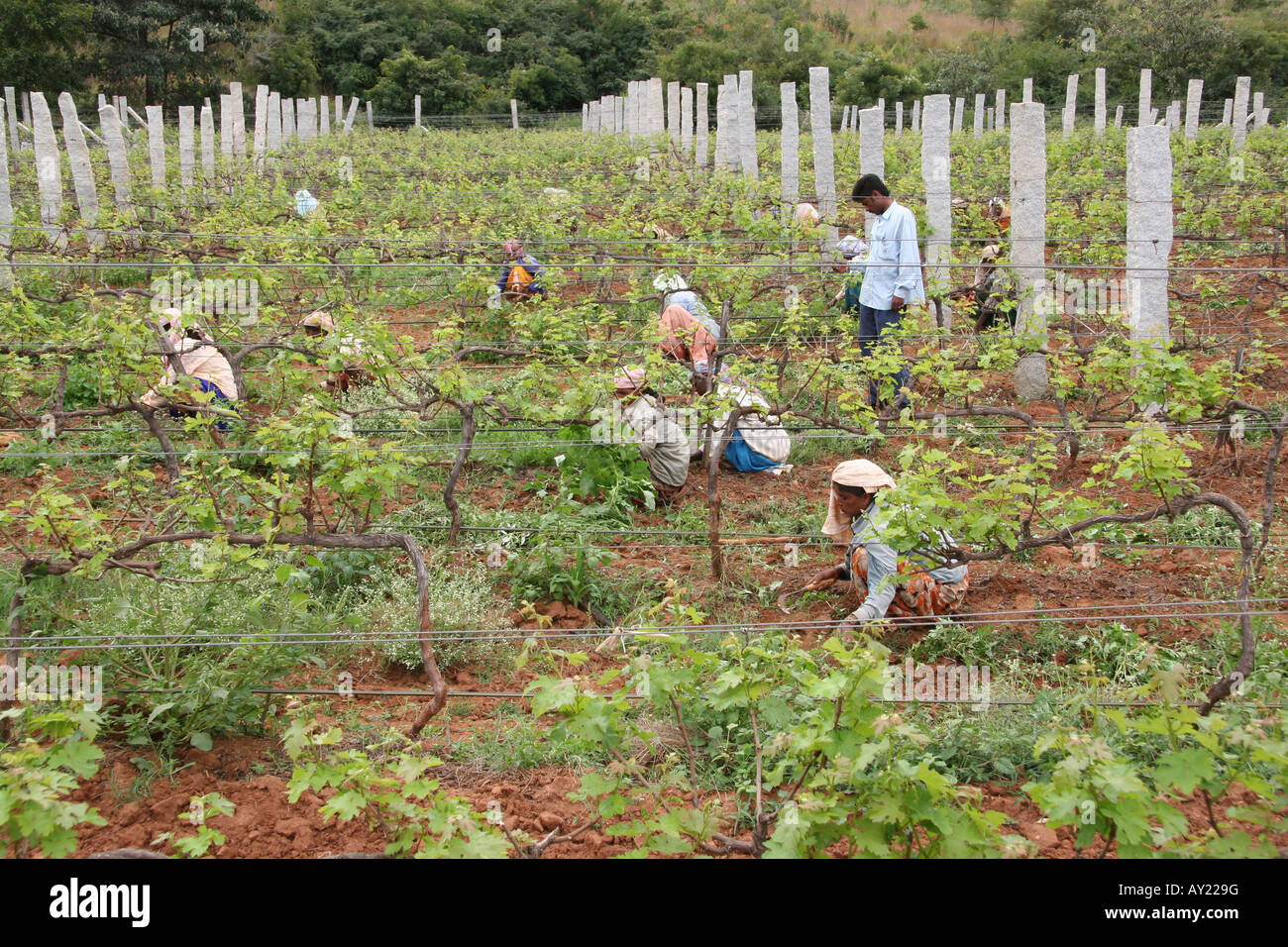 Workers tend the vines of one of India's vineyards. This estate is near ...