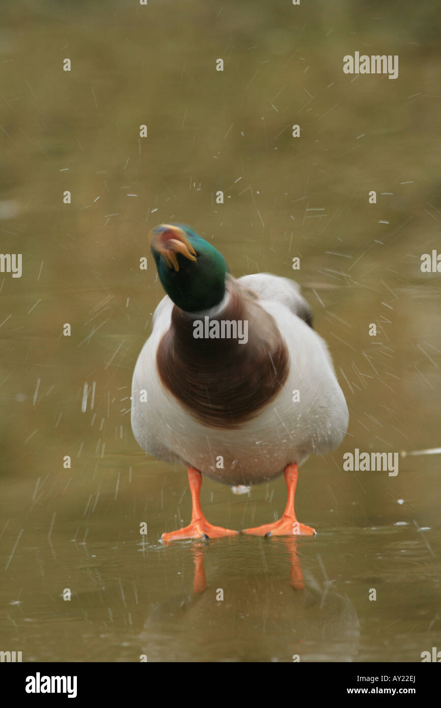 Male Mallard duck standing on ice Stock Photo - Alamy