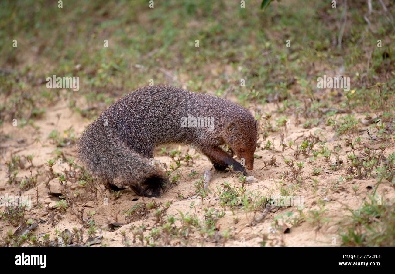 Brown Mongoose Herpestes fuscus Stock Photo - Alamy