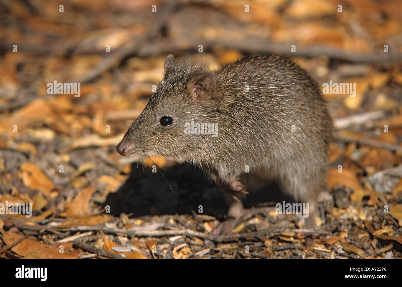 Bettong, Australia Stock Photos & Bettong, Australia Stock Images - Alamy