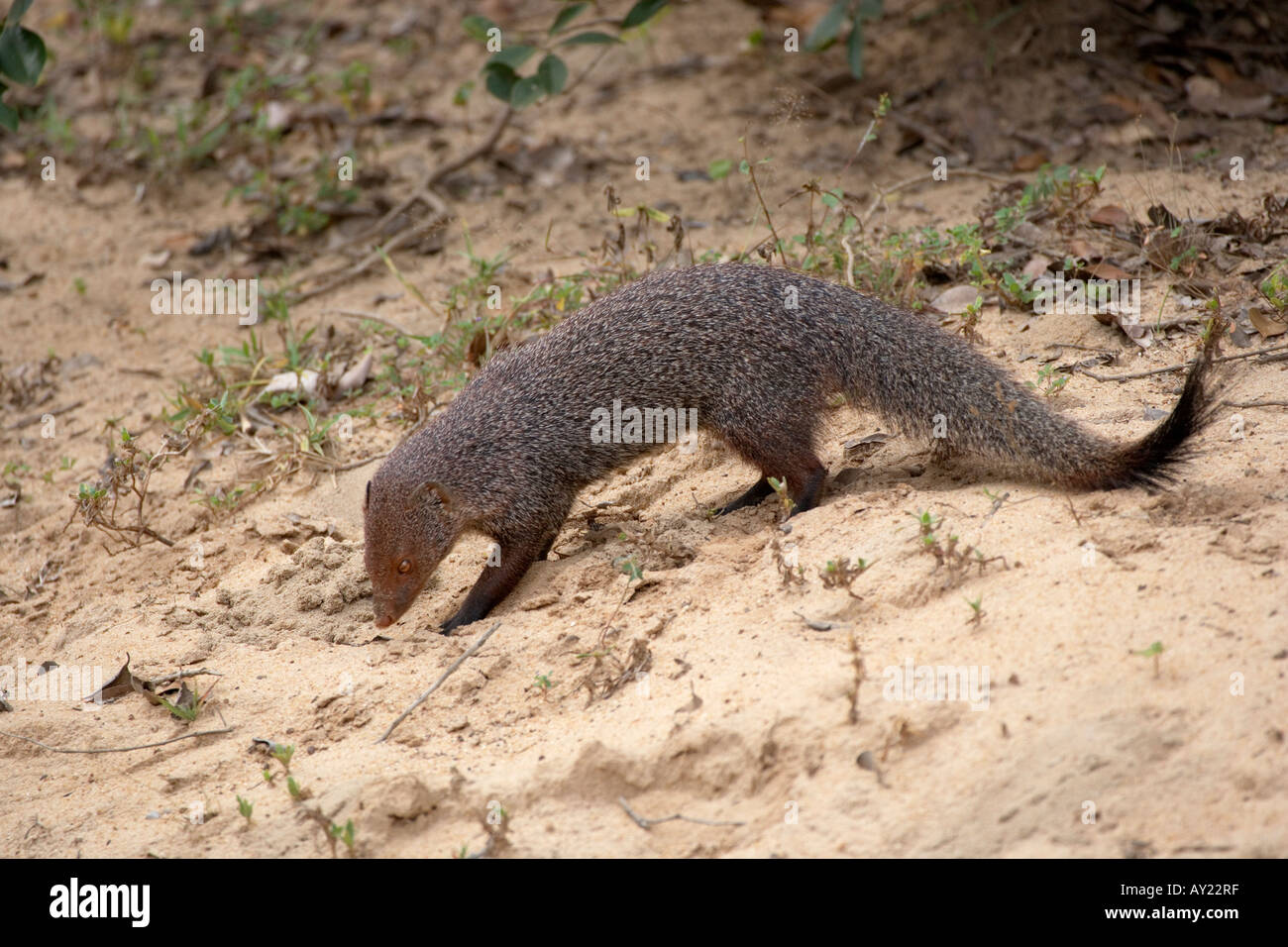 Indian brown mongoose hi-res stock photography and images - Alamy
