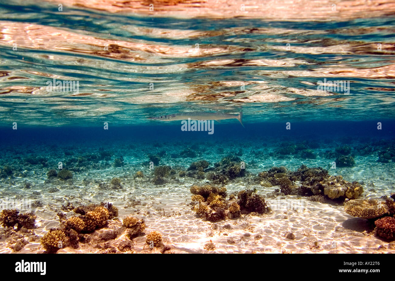 Tylosurus hi-res stock photography and images - Alamy