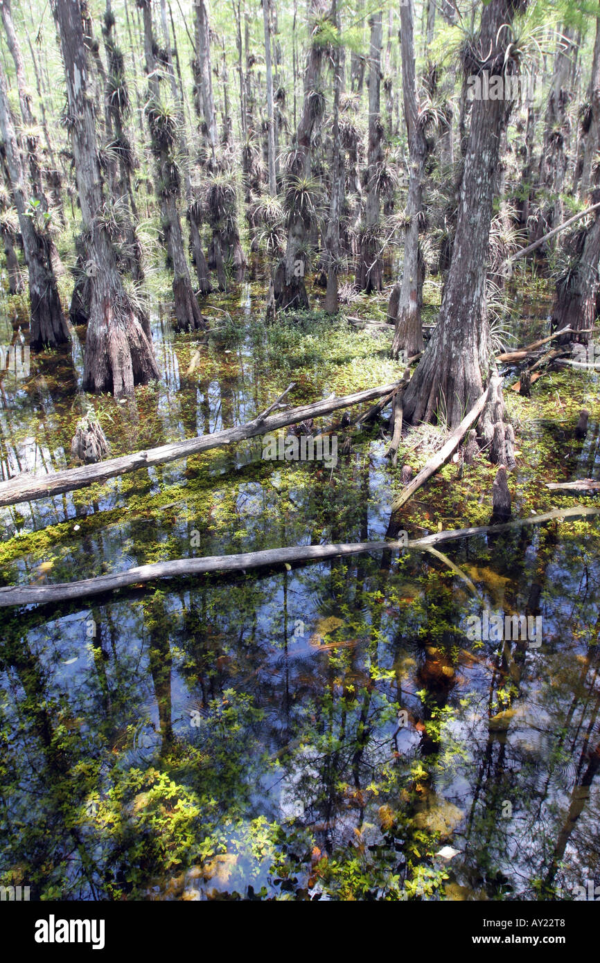 TREES IN THE EVERGLADES NATIONAL PARK SWAMP Photo by Adam Butler Stock ...