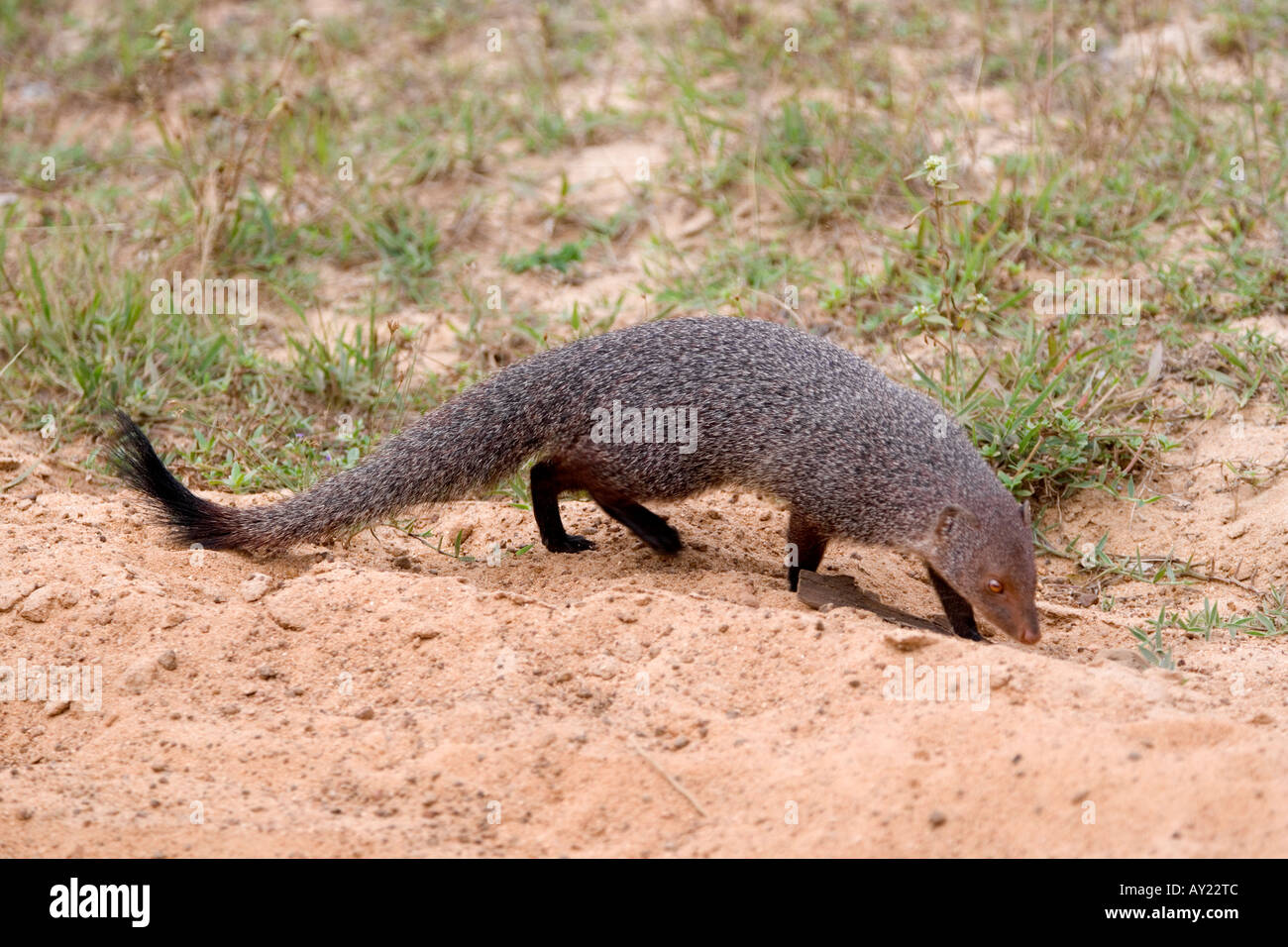 Brown Mongoose Herpestes fuscus Stock Photo - Alamy