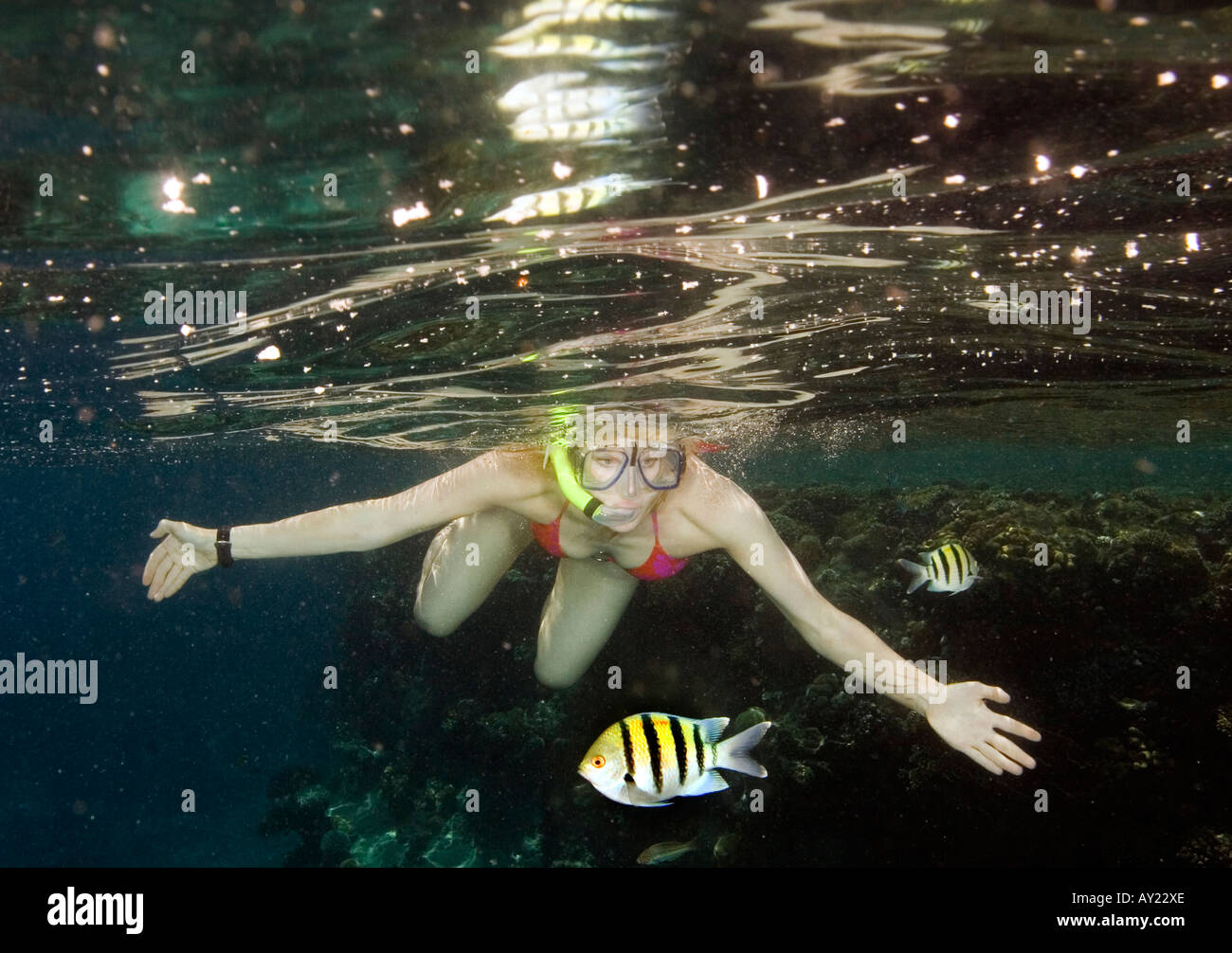 Snorkeller reef hi-res stock photography and images - Alamy