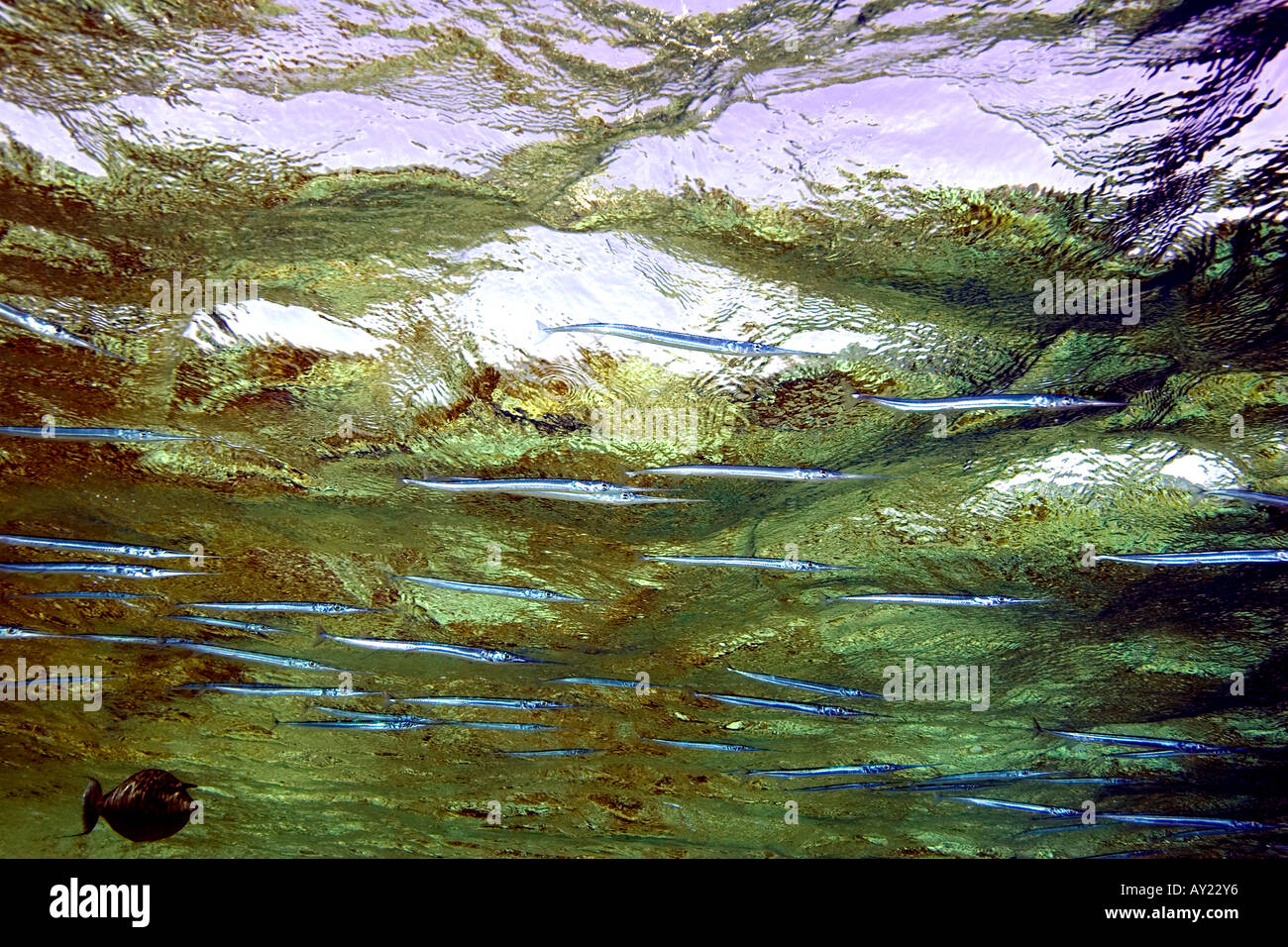 Houndfish hi-res stock photography and images - Alamy